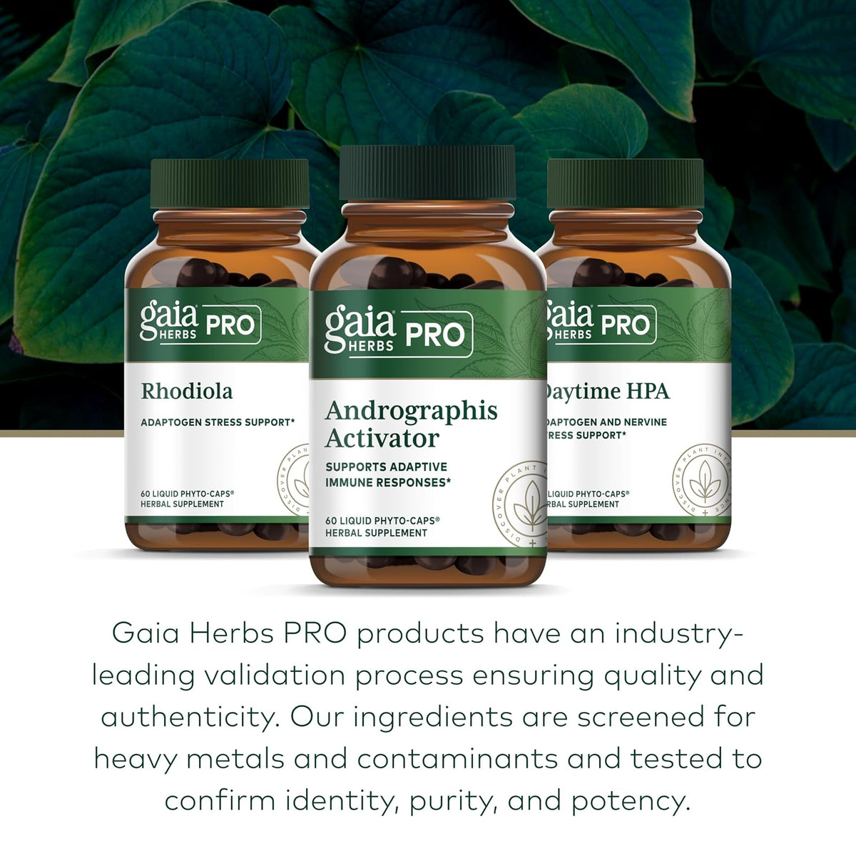 herbal GAIA Andrographis for overall health