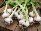 Herbal garlic for daily wellness