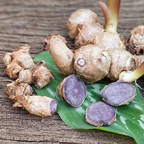 herbal ginger supplement for vitality