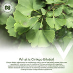 herbal ginkgo biloba extract for mental clarity