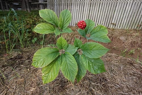 herbal ginseng for everyday health