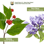 herbal immune booster for adults