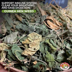 herbal infusion with Guinea Hen Weed