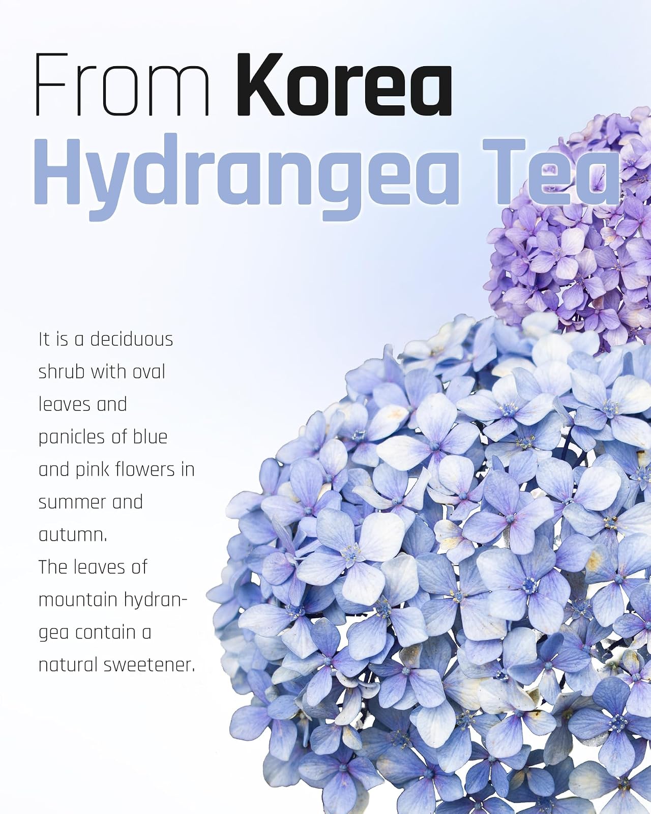Herbal infusion with hydrangea benefits