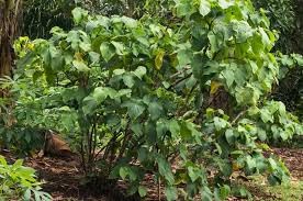 herbal kava kava for better sleep