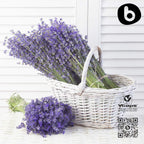 herbal lavender capsules for wellness