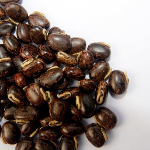 Herbal Mucuna Pruriens for energy boost
