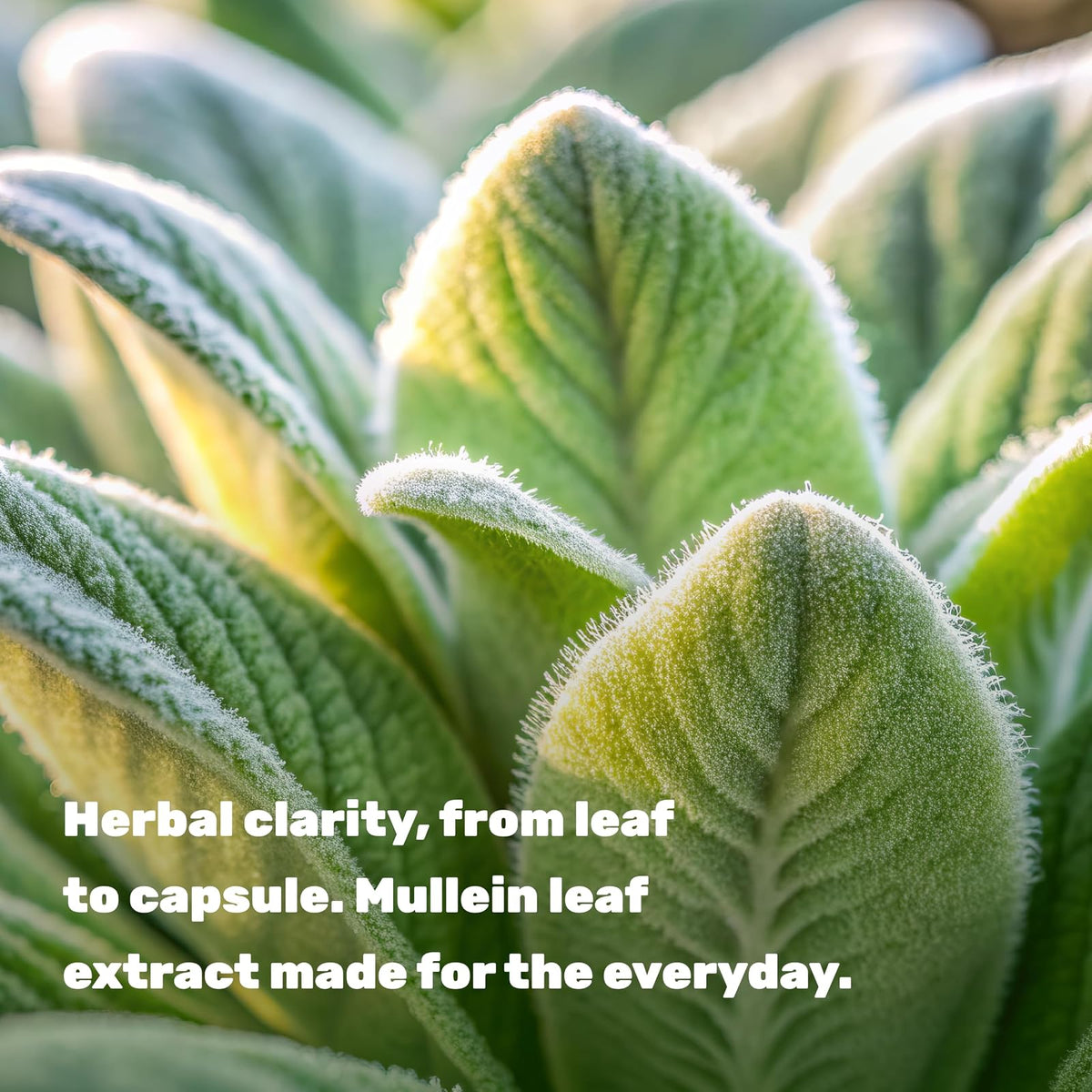 herbal mullein extract for respiratory support