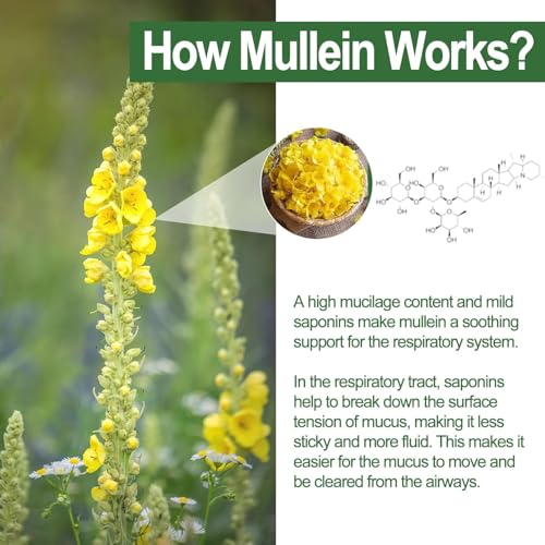 Herbal Mullein gummies for easy digestion