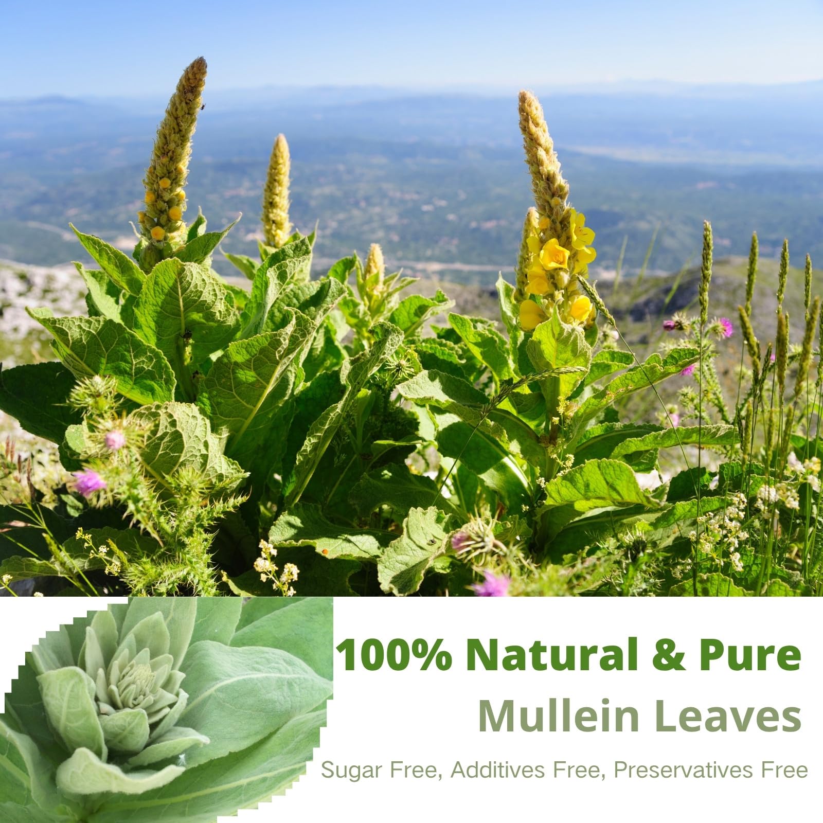Herbal Mullein Tea bags for soothing relief