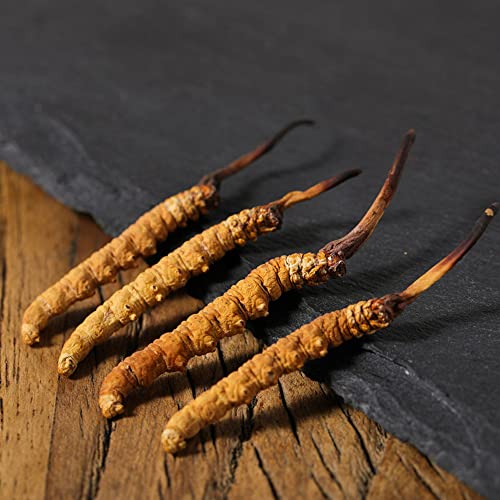 herbal mushrooms for immune support