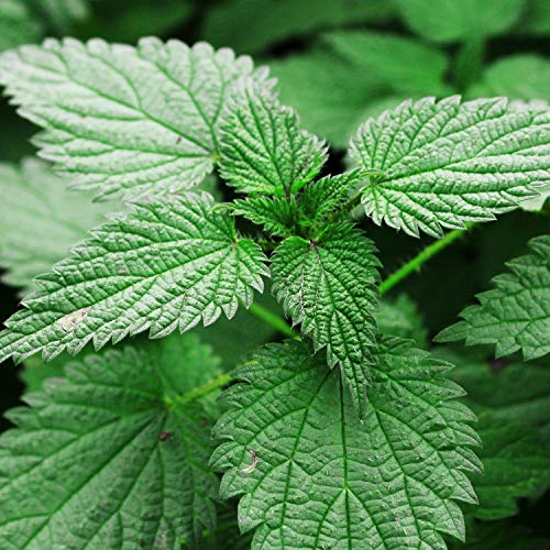 herbal nettle tea for natural remedies