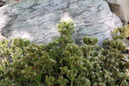 herbal oregano oil drops for everyday use