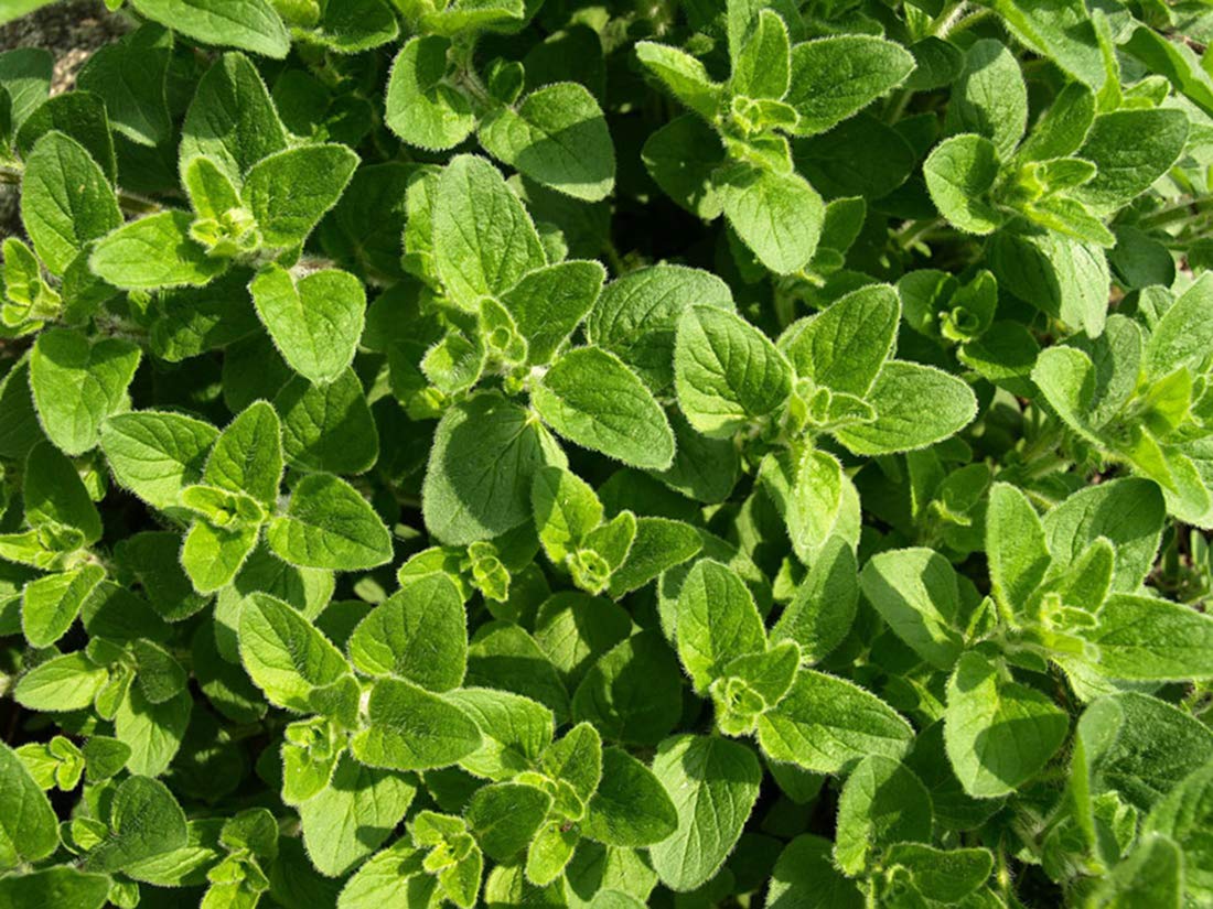 herbal oregano oil for vitality