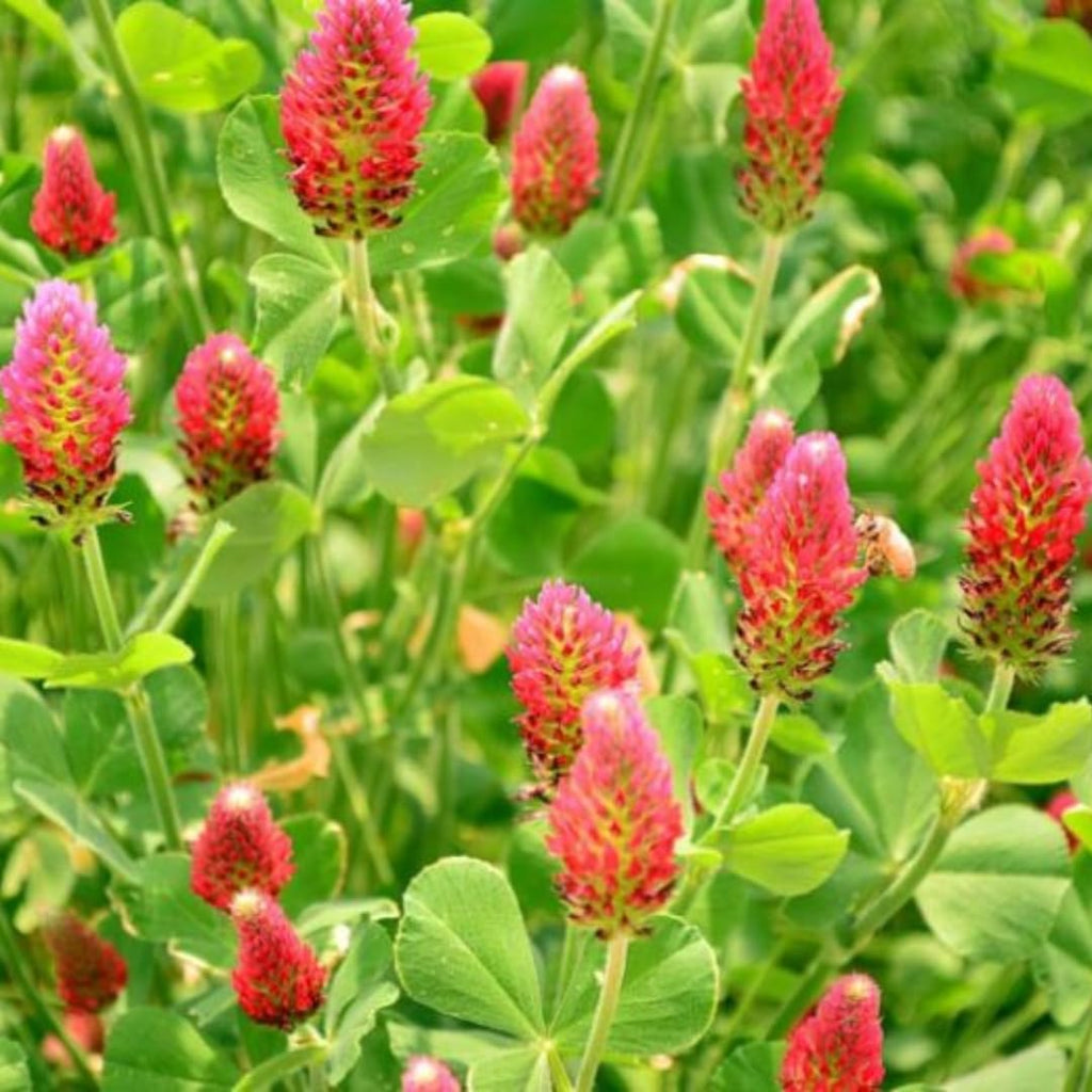 herbal power from Trifolium pratense