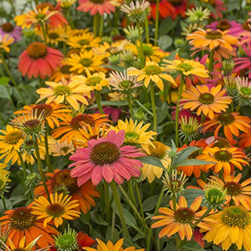 Herbal remedies with Echinacea roots