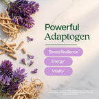 herbal remedy astragalus root extract