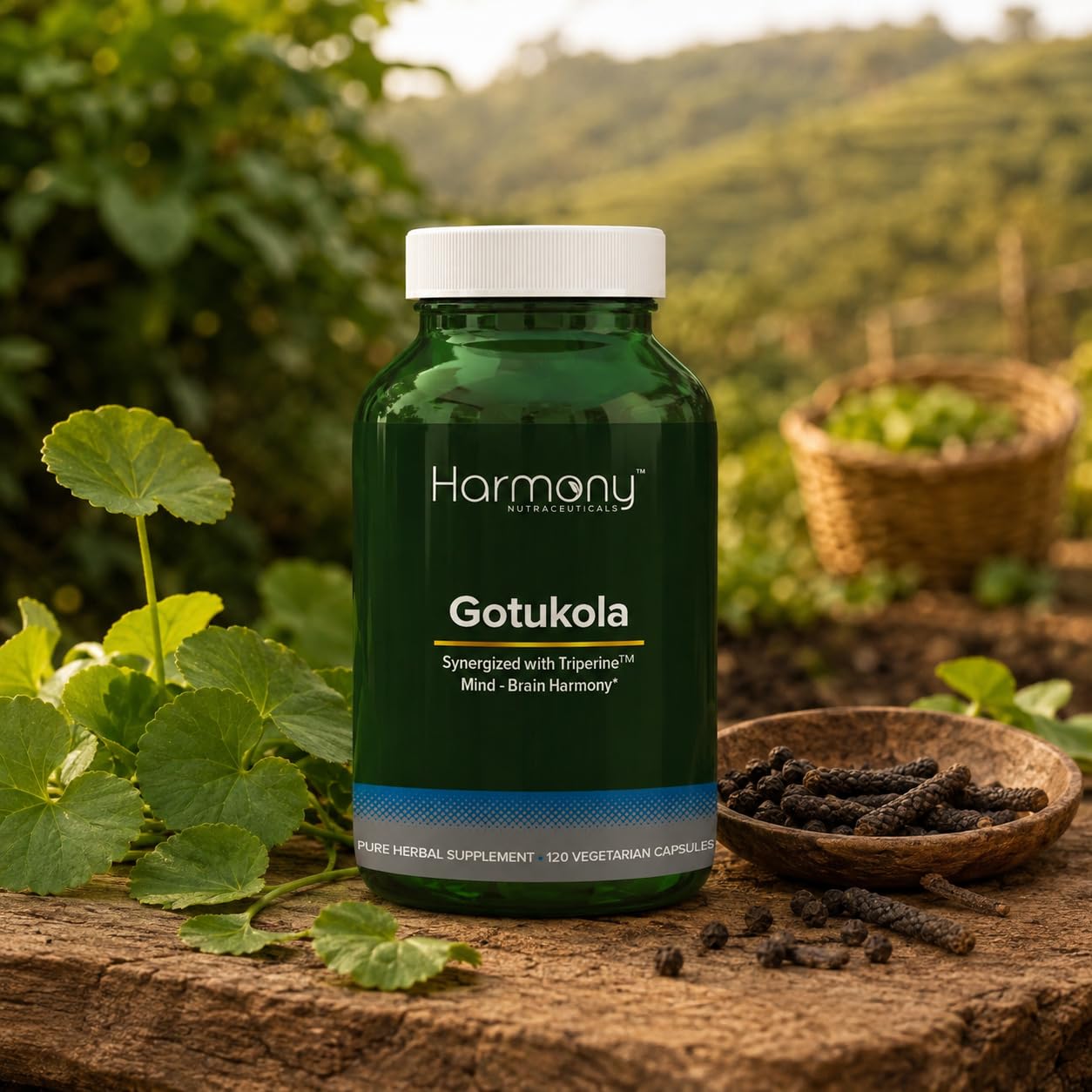 Herbal remedy for anxiety Gotu Kola
