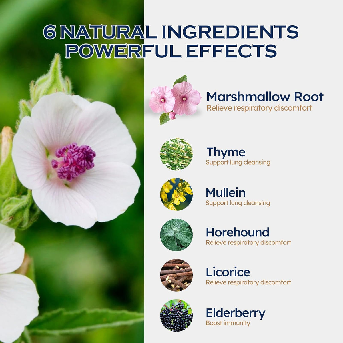 Herbal remedy for digestive health
