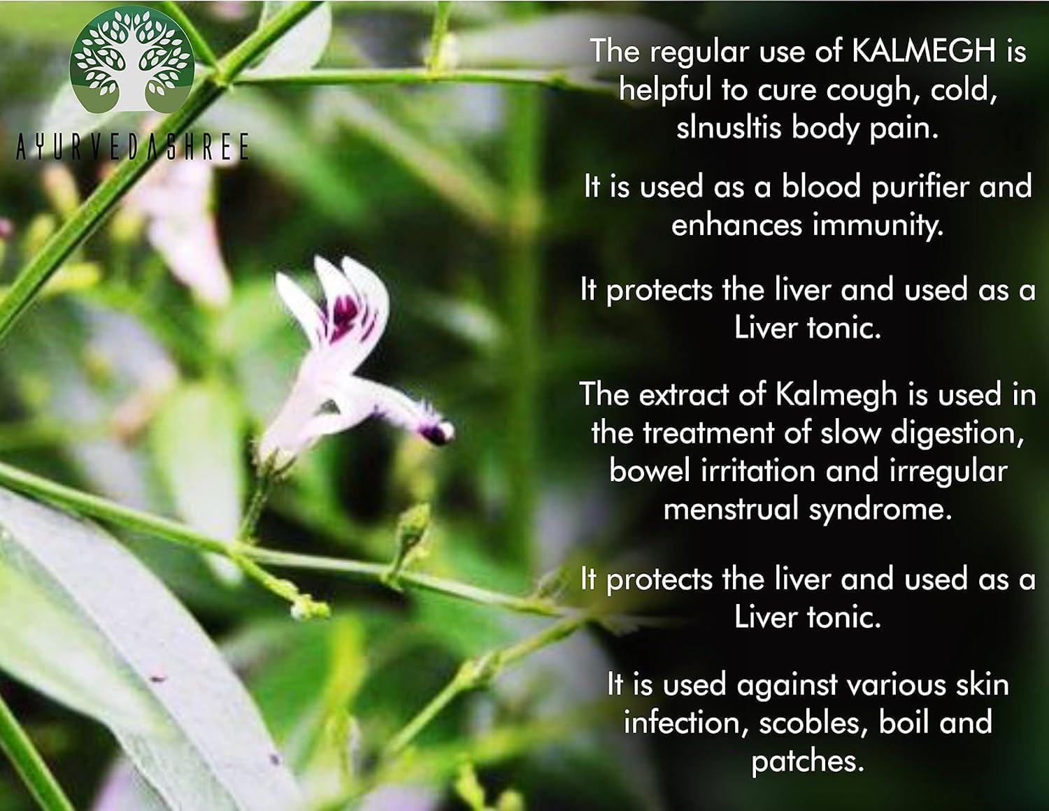 herbal remedy for immune system boost