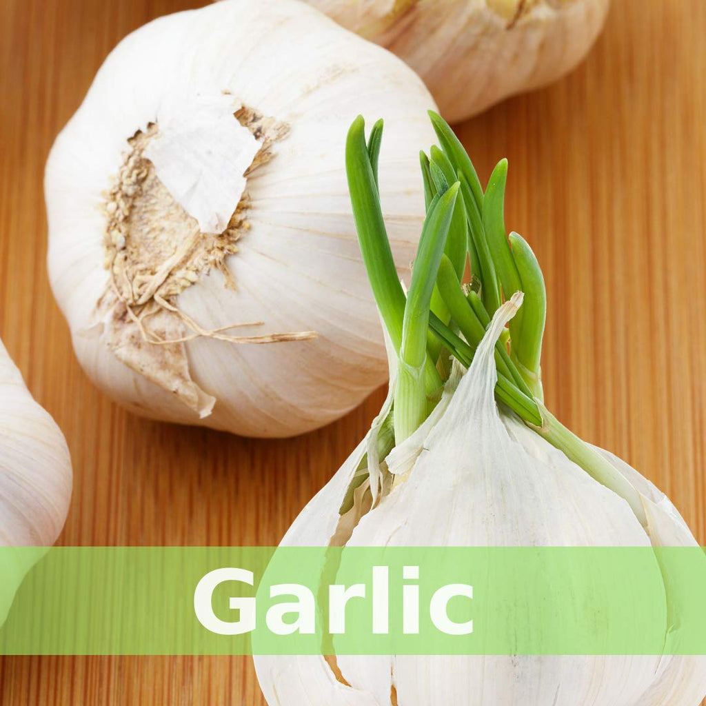 herbal remedy for immune system