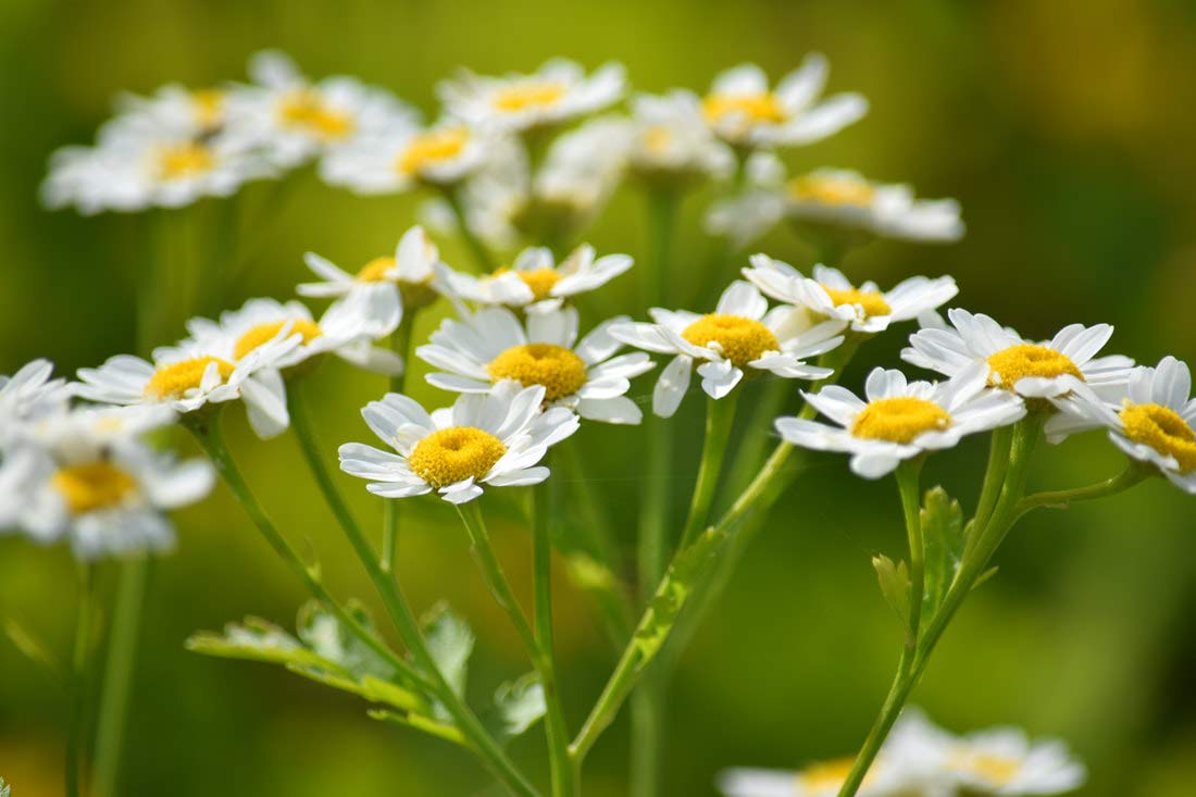Herbal remedy for migraine relief