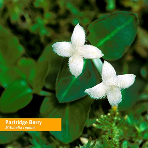 herbal remedy for vitality
