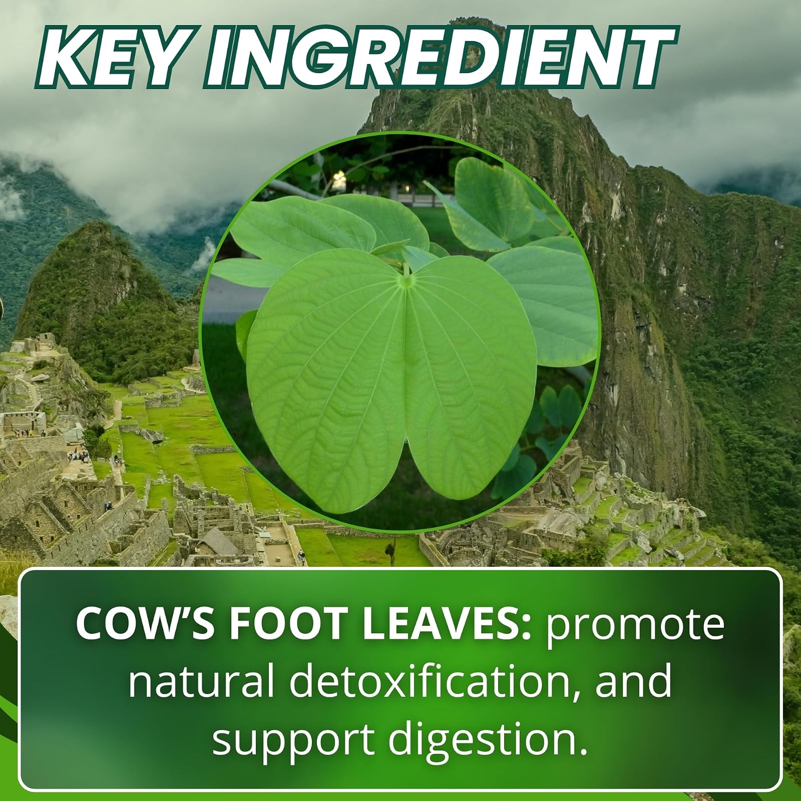 herbal remedy for wellness