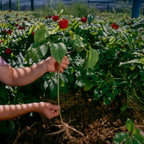 herbal remedy ginseng roots