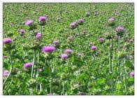 herbal remedy milk thistle seed benefits