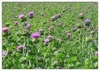 herbal remedy milk thistle seed benefits