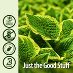 herbal remedy plantain leaf extract