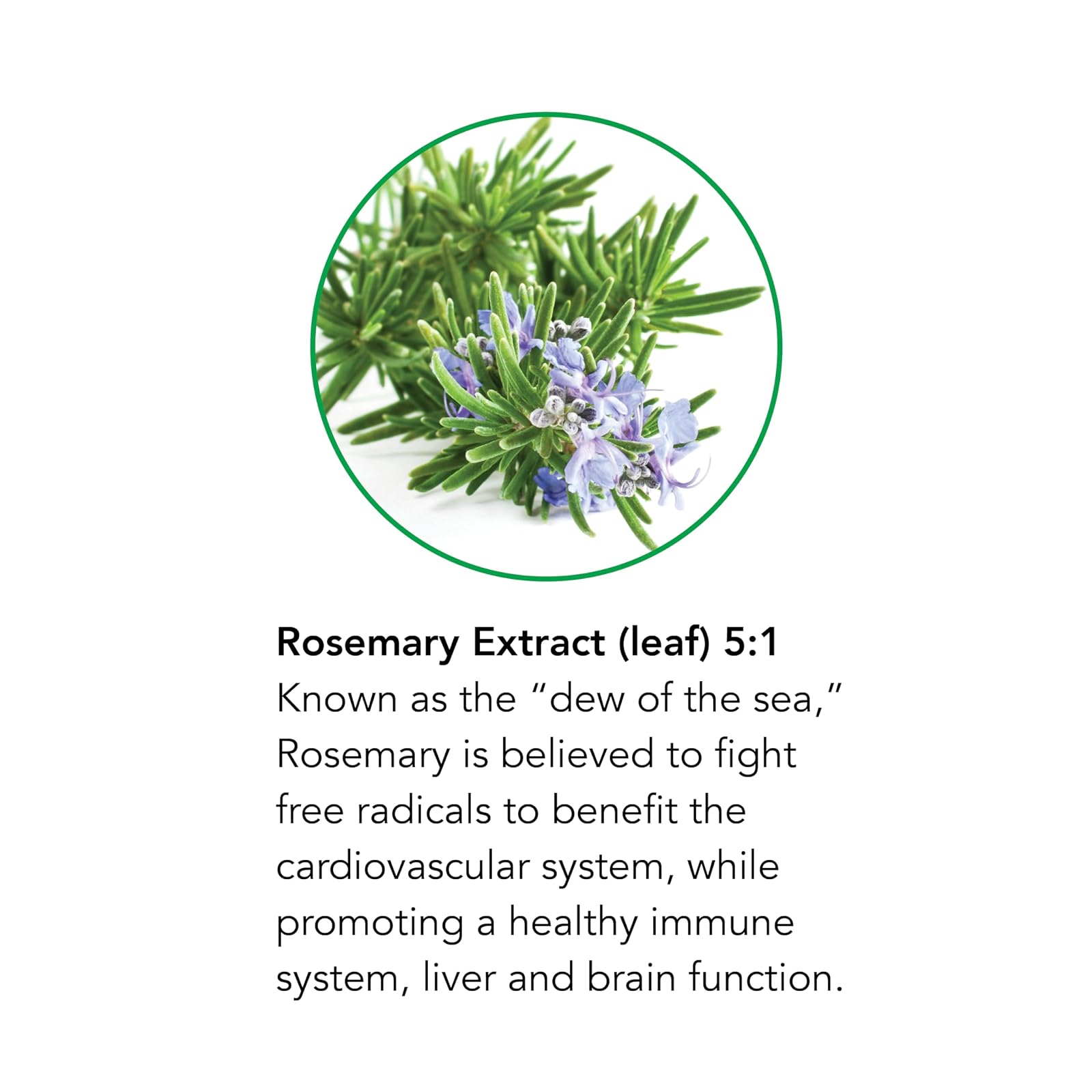 herbal remedy rosemary leaf extract