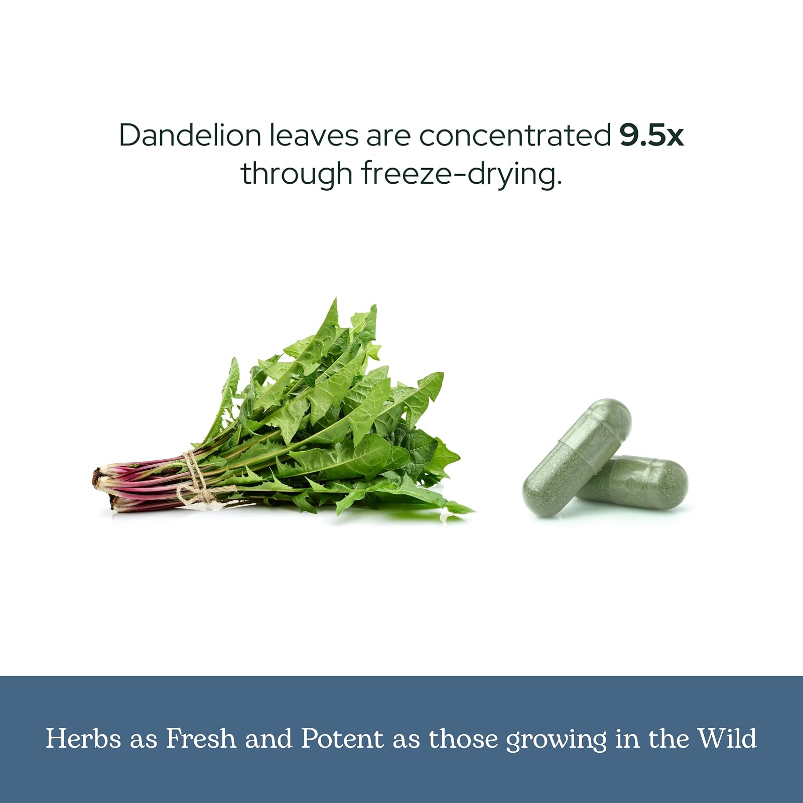 herbal remedy with dandelion leaf