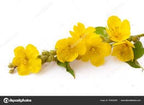 Herbal remedy with mullein leaf