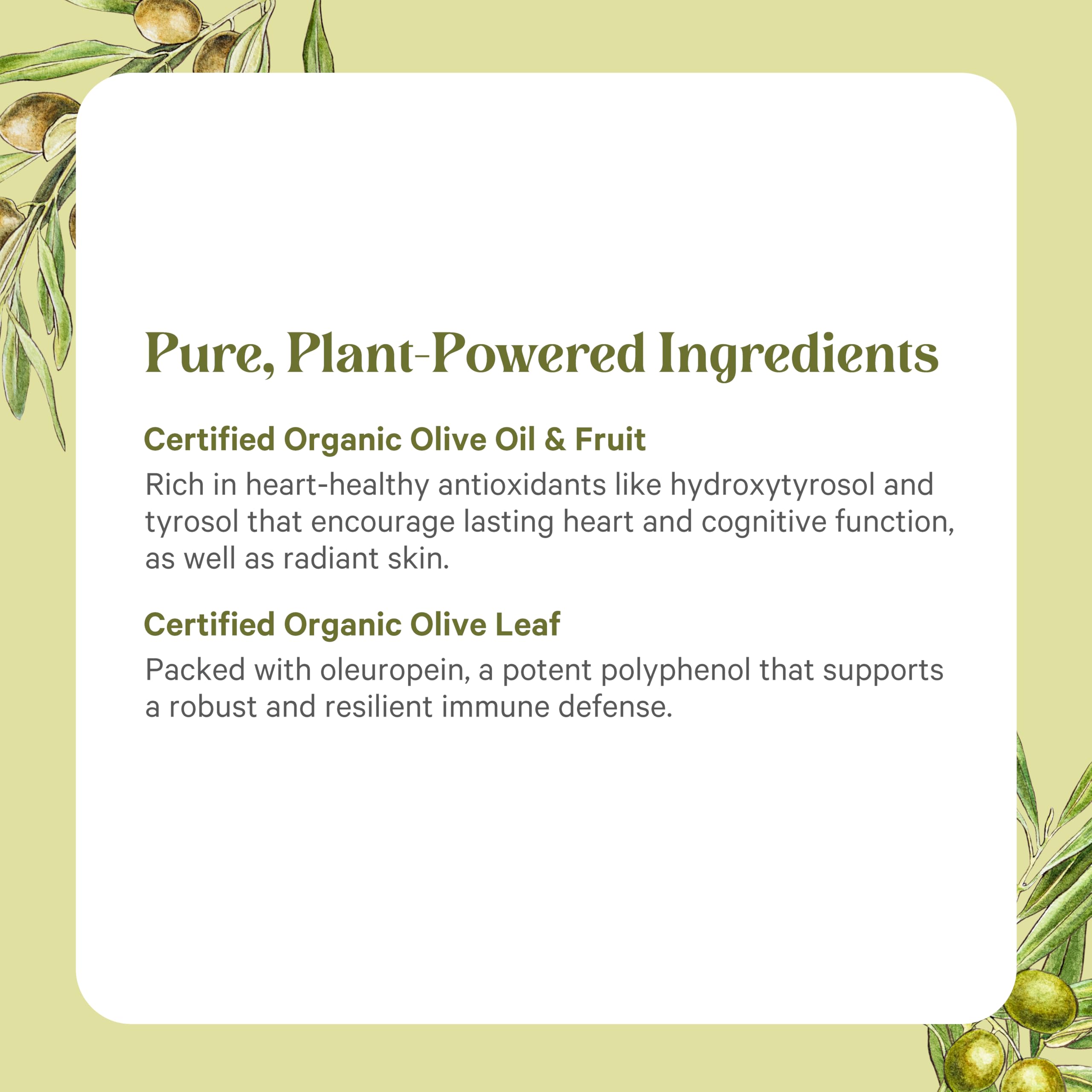 herbal remedy with olive leaf benefits