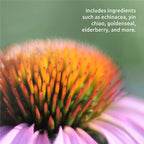 herbal resistance echinacea formula