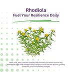 herbal rhodiola extract for overall health