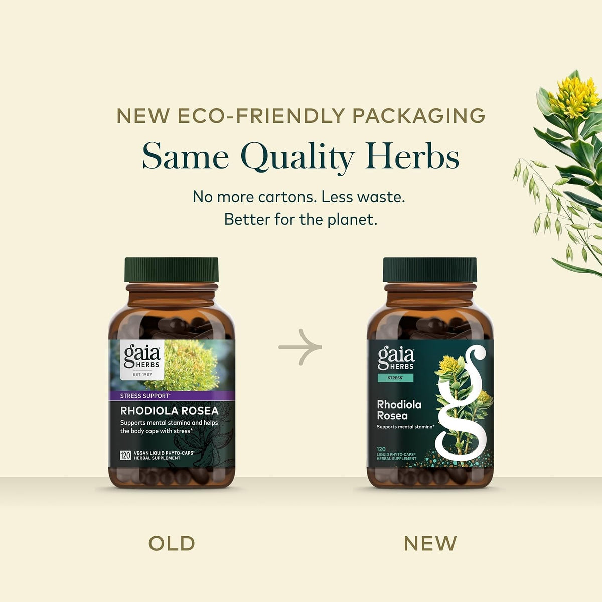 herbal rhodiola for daily wellness