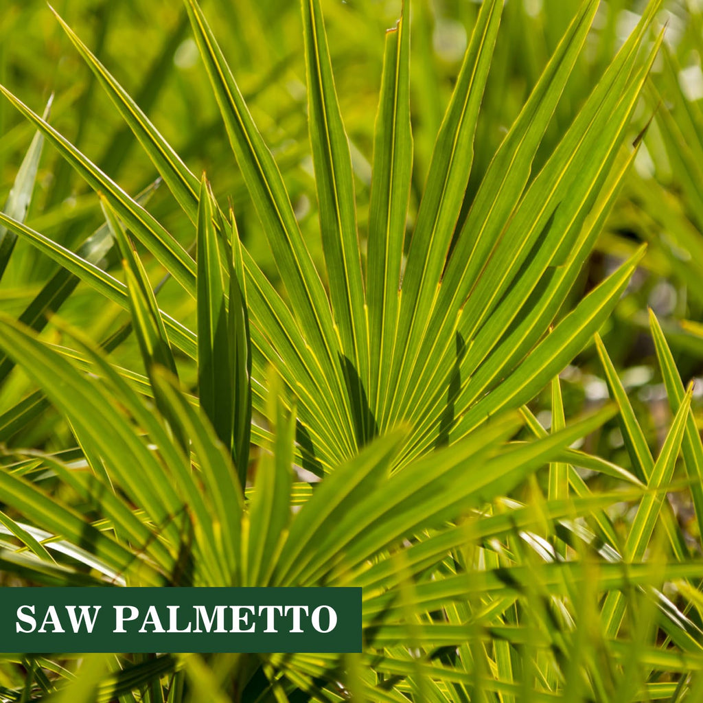 herbal saw palmetto for healthy aging