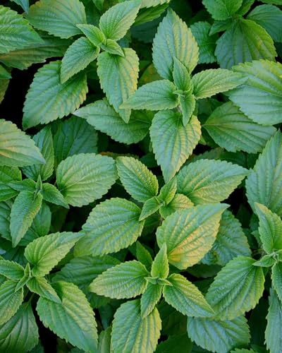 herbal solution for digestive discomfort