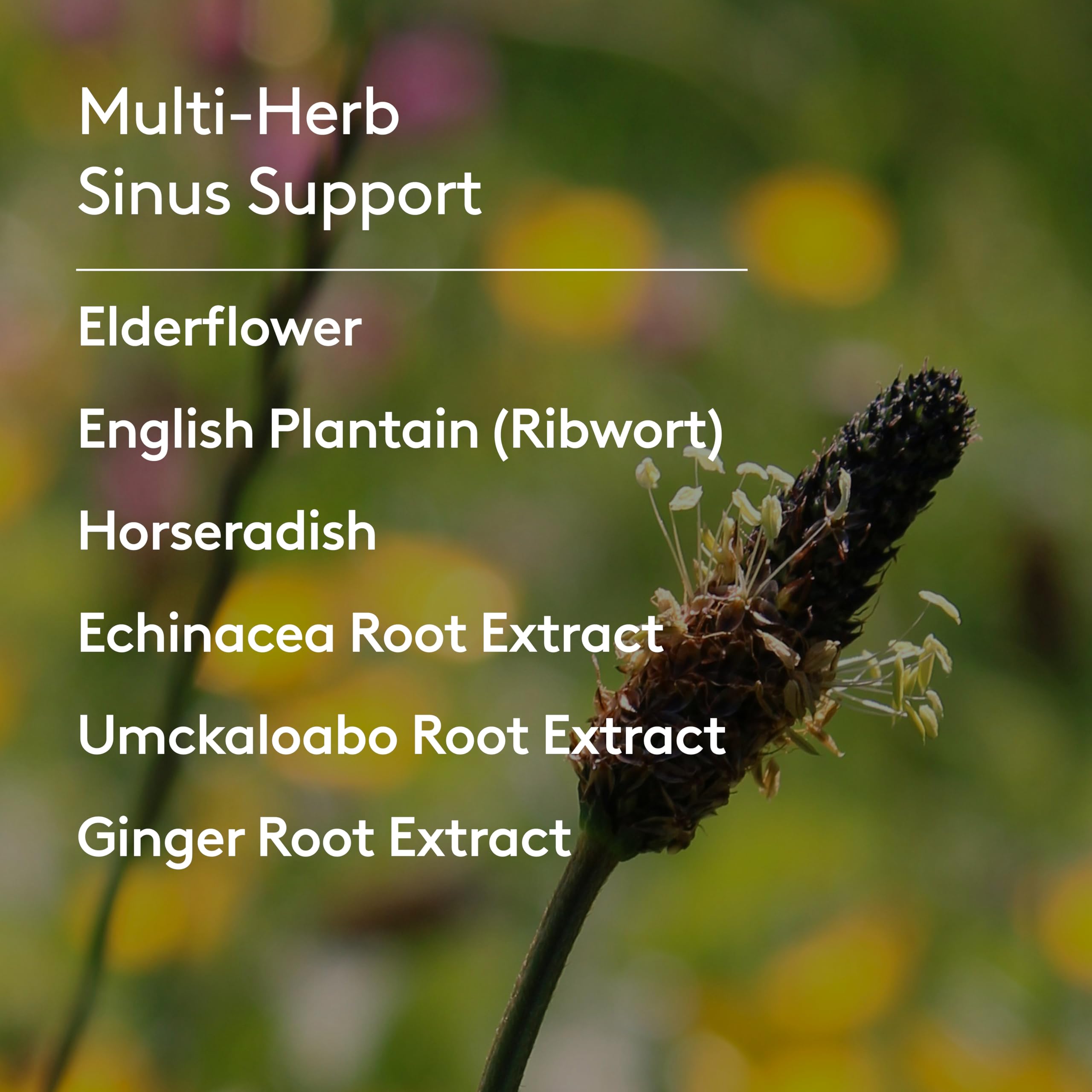 herbal solution for sinus discomfort