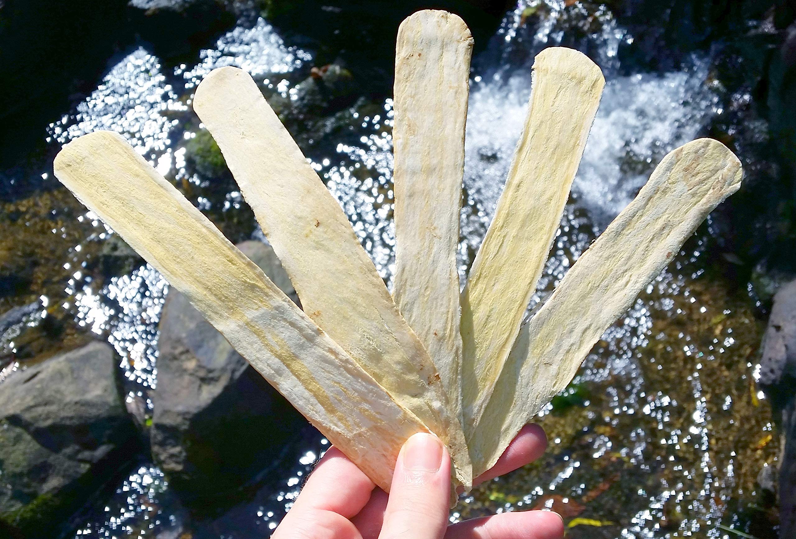herbal supplement astragalus root