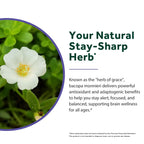 Herbal supplement Bacopa Monnieri capsules