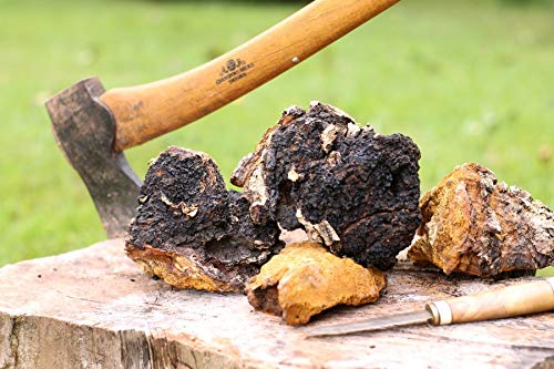 herbal supplement chaga mushroom powder