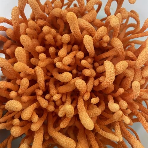 herbal supplement cordyceps mushrooms benefits