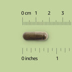 Herbal supplement for cognitive support