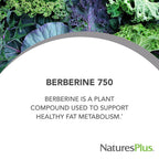 herbal supplement for digestive health