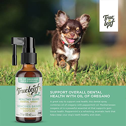 herbal supplement for healthy gums