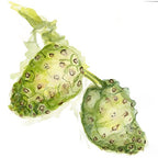 Herbal supplement for immune support